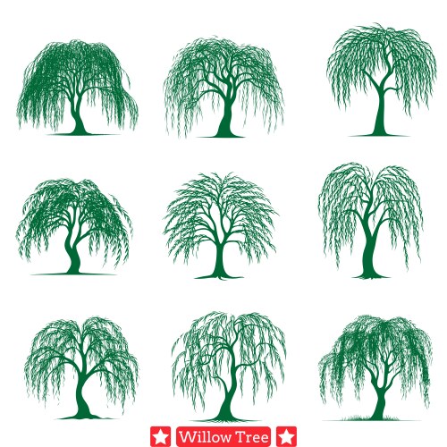 Willow Tree Vector Images (over 3,300)