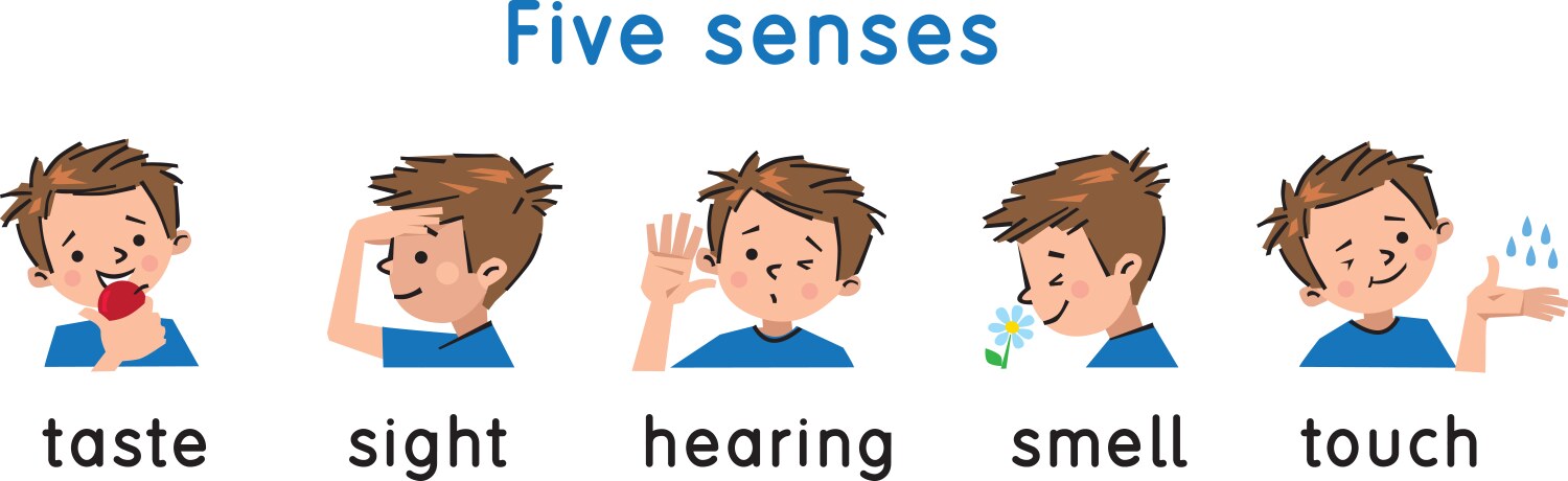 Cartoon five senses Vector Images & Graphics for Commercial Use ...
