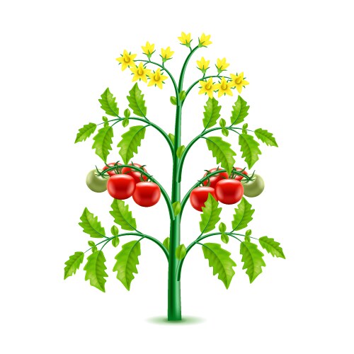 Showing the parts of a tomato plant Royalty Free Vector