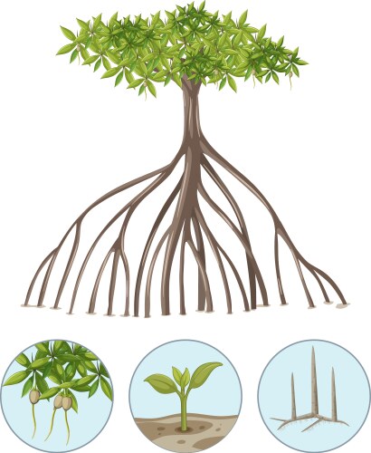 Mangrove and seeds Royalty Free Vector Image - VectorStock