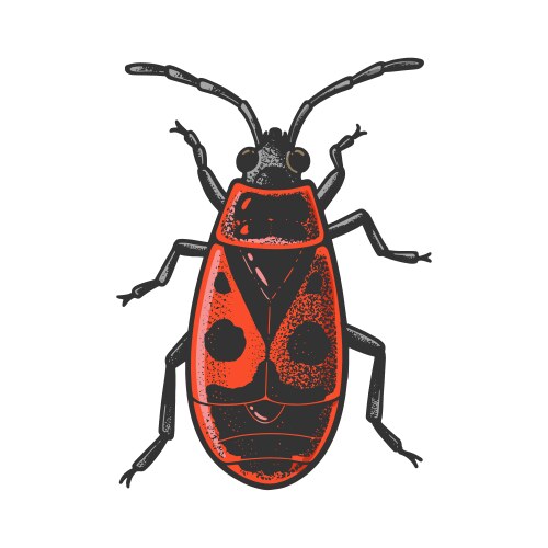 Weevil beetle Royalty Free Vector Image - VectorStock