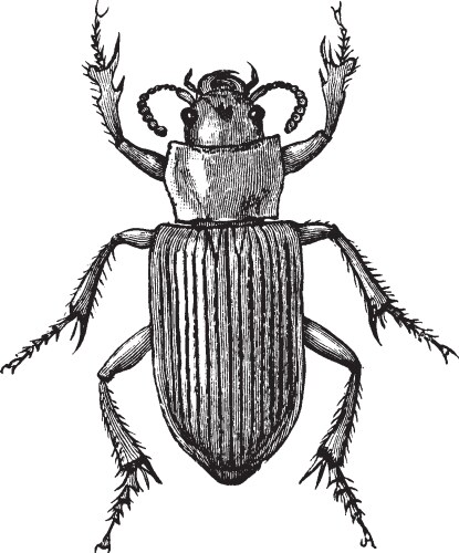 Weevil beetle Royalty Free Vector Image - VectorStock