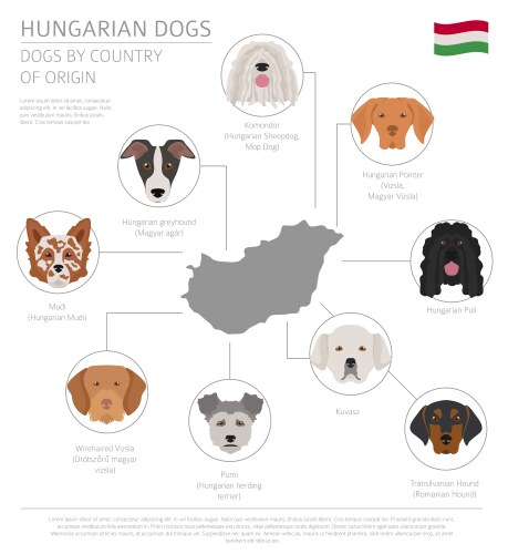 Hungarian Dog Breeds - Origin Royalty Free Vector Image