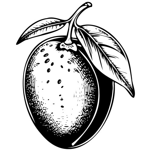 Early gold mango isolated hand drawn fruit Vector Image