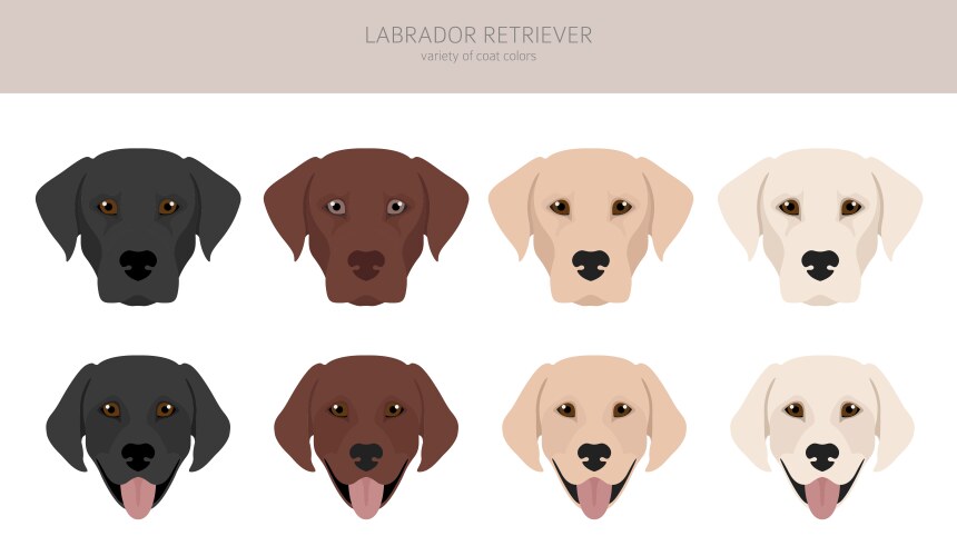 Chocolate Labrador Vector Images (over 130)