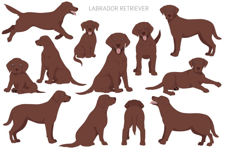 Chocolate Labrador Vector Images (over 130)