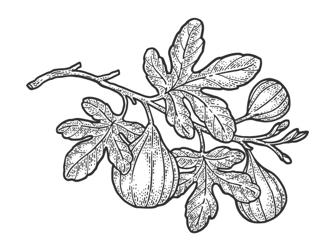 Common fig tree sketch Royalty Free Vector Image