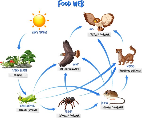 East african food web infographic Royalty Free Vector Image
