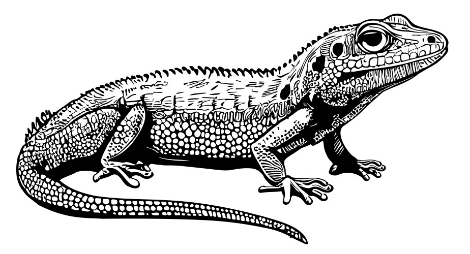 Simple Lizard Diagram How To Draw A Lizard | Design School
