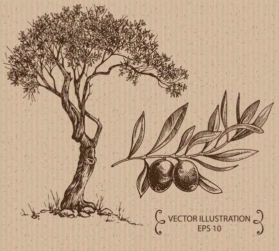 Olive Tree Vector Images (over 250,000)