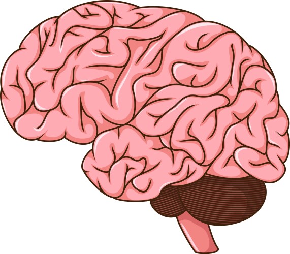 Human brain cartoon isolated Royalty Free Vector Image