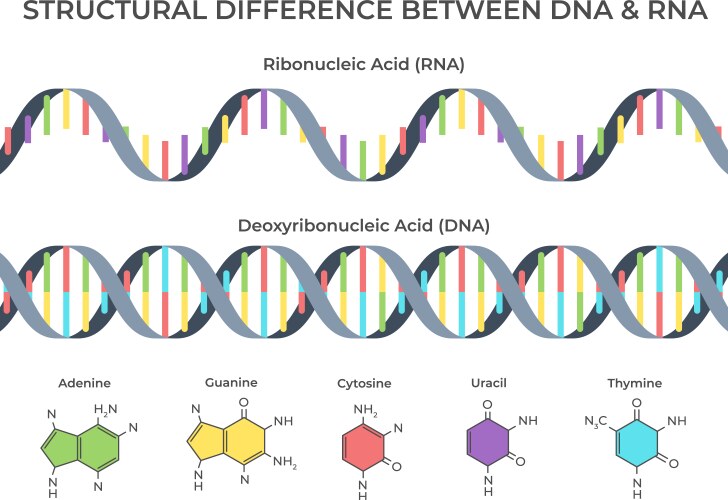 Types of rna trna mrna and rrna Royalty Free Vector Image