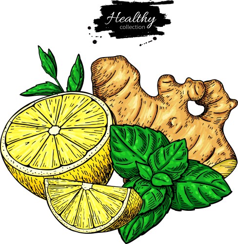 Honey ginger lemon and mint drawing Royalty Free Vector