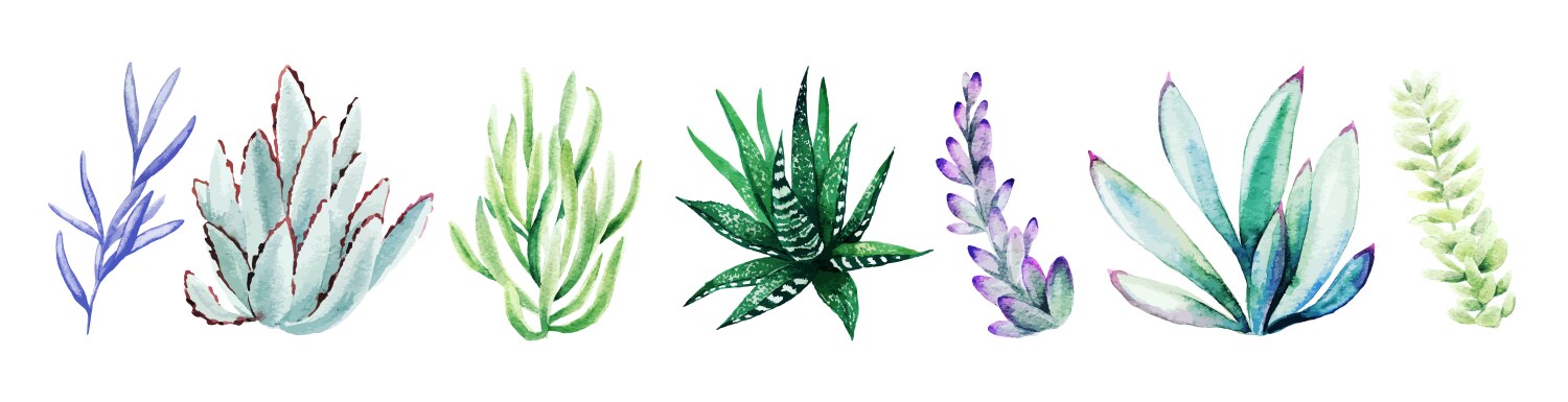 Succulents Vector Images (over 48,000)