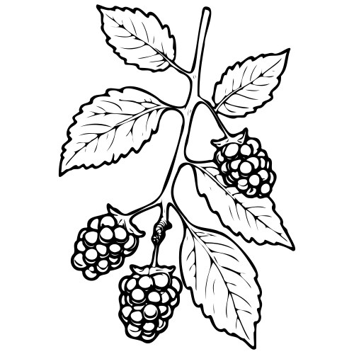 Red Mulberry Vector Images (over 520)