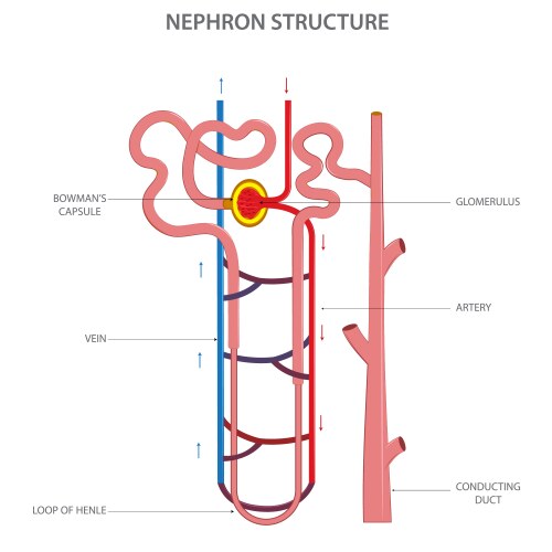 Kidney Nephron Vector Images (over 140)