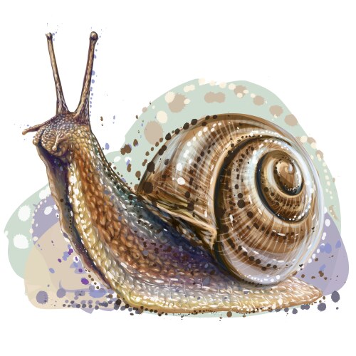 Snail Vector Images (over 43,000)