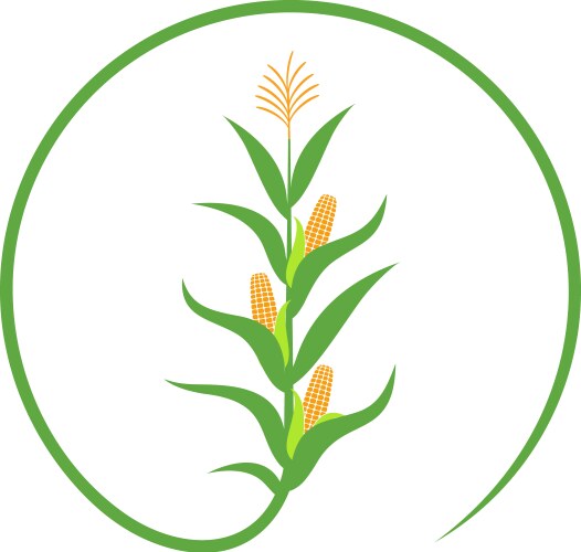 Corn stalk Royalty Free Vector Image - VectorStock