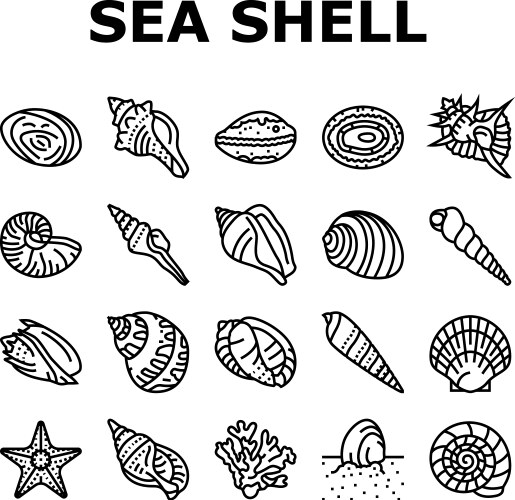 Set seashells outline Royalty Free Vector Image