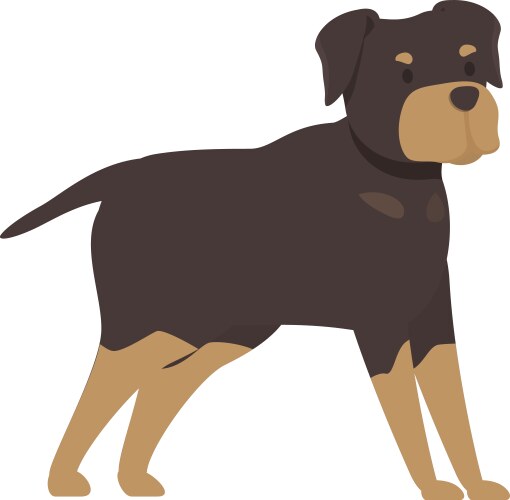Rottweiler standing guard dog looking alert Vector Image