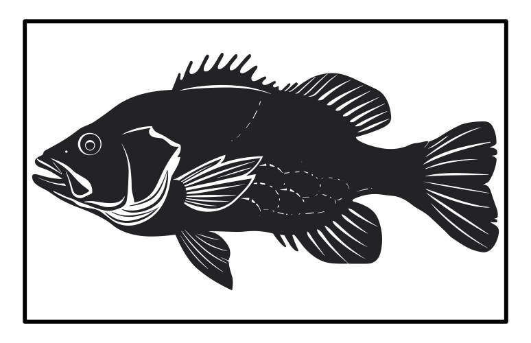 Barramundi Vector Images (over 100)