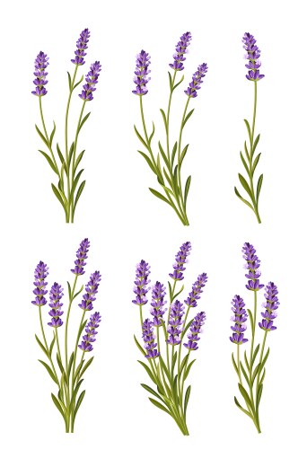 Lavender Vector Images (over 20,000)