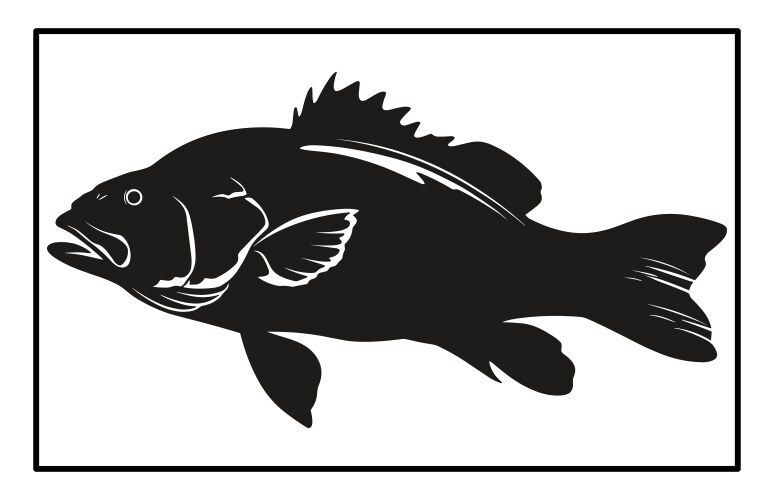 Barramundi Vector Images (over 100)