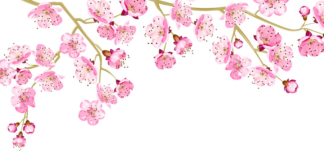 Cherry Blossom Vector Images (over 33,000)