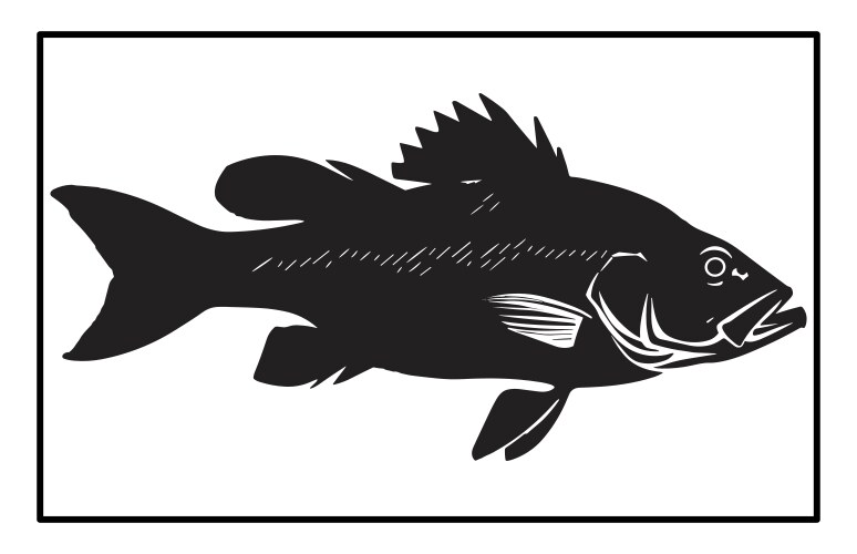 Barramundi Vector Images (over 100)