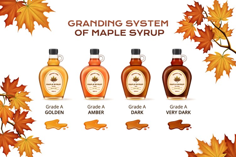 Pure Maple Syrup Vector Images (over 640)