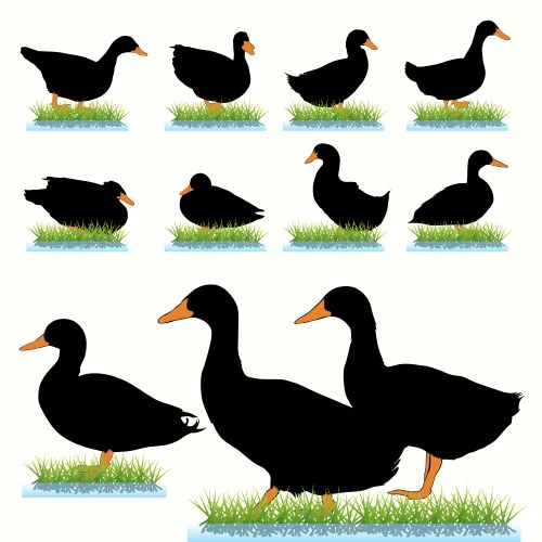Duck Vector Images (over 61,000)