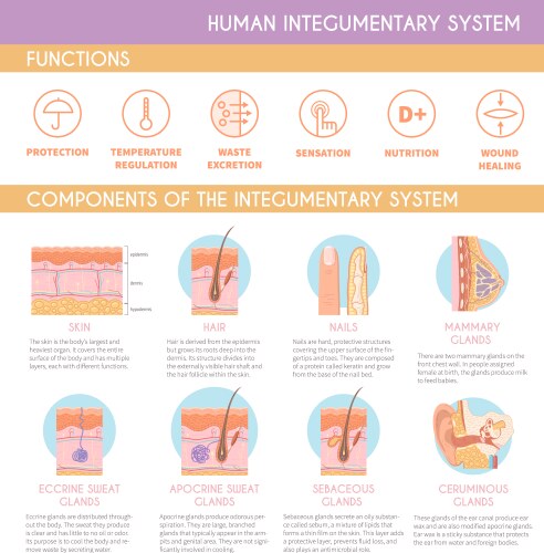 Human integumentary system infographics Royalty Free Vector