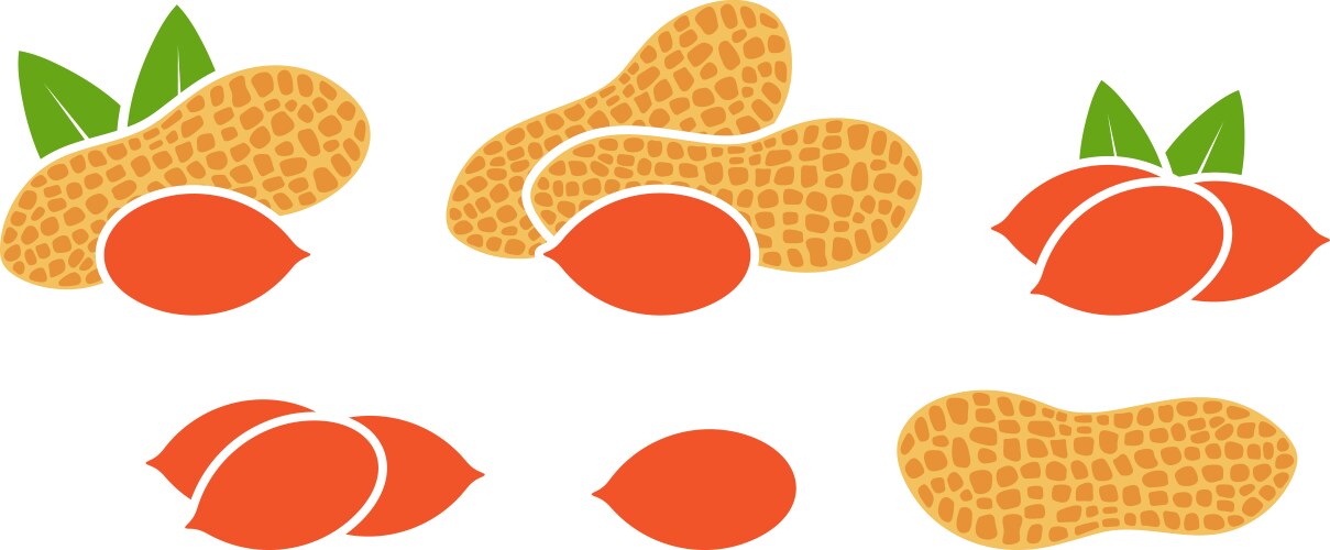 A peanuts plant on white background Royalty Free Vector