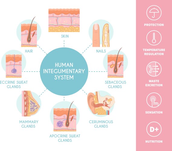 Human skin anatomy infographics Royalty Free Vector Image