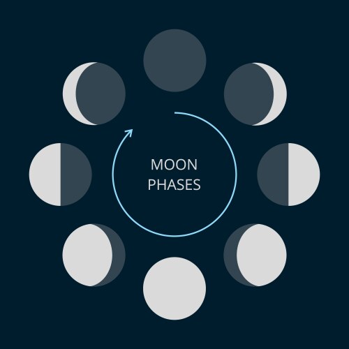 Antique style moon phases circle Royalty Free Vector Image