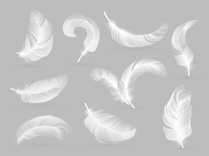 Realistic feathers white bird falling feather Vector Image
