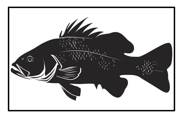 Barramundi Vector Images (over 100)