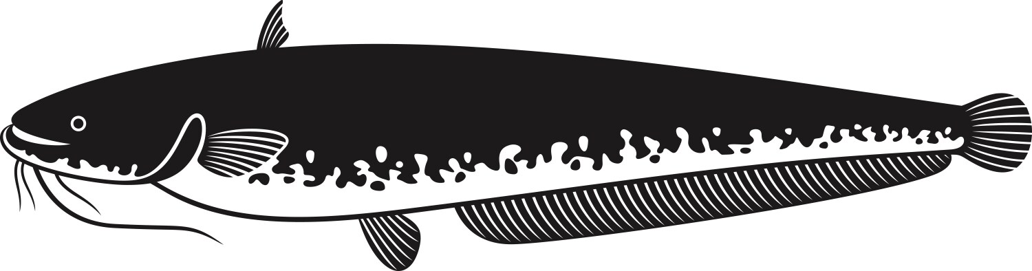 Redtail catfish Royalty Free Vector Image - VectorStock
