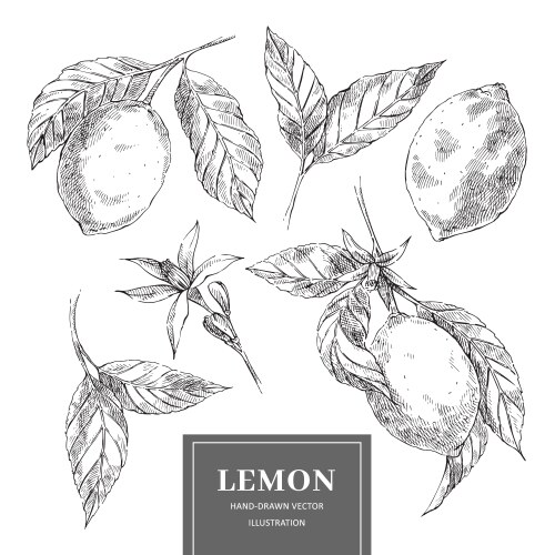 Collection hand drawn fresh lemon tree Royalty Free Vector