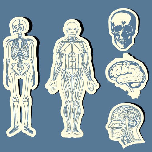 Human Vector Images (over 1.9 million)