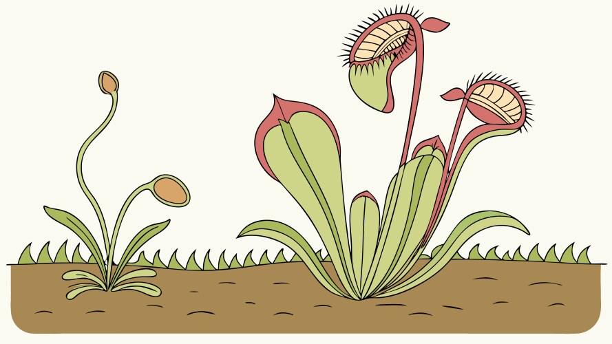 Venus Flytrap Life Cycle Diagram
