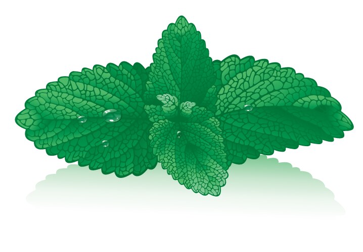 Mint Vector Images (over 59,000)