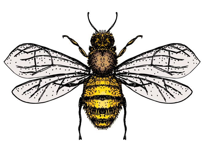 Bee Ink Set Vector Images (over 410)