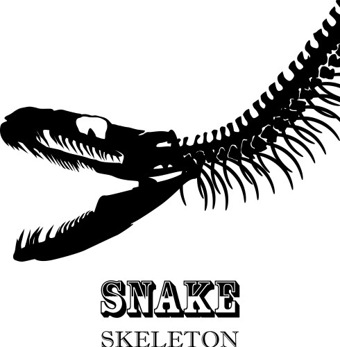 Snake Vector Images (over 64,000)