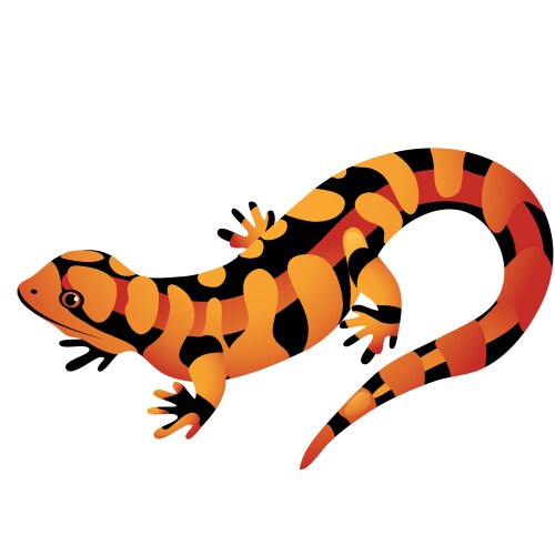 Salamander Vector Images (over 4,500)