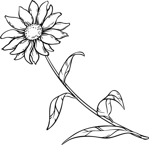 Purple Coneflower Vector Images (over 200)