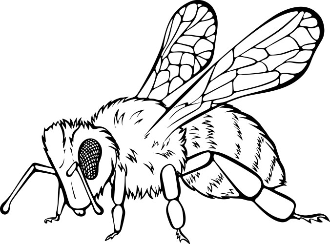 Honey Bee Outline Drawing Vector Images (over 3,600)