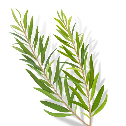 Australian Leaves Vector Images (over 720)