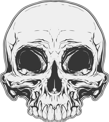 Detailed Skull Drawing Royalty Free Vector Image