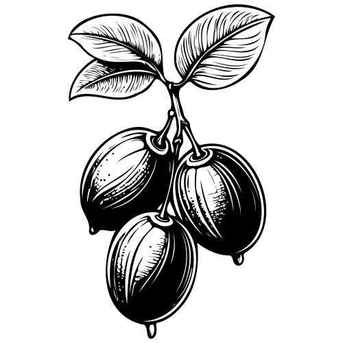 Darling plum hand drawn fruit transparent Vector Image